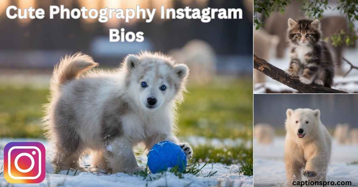 450+ Best Photography Bio For Instagram 2025 - Captions Pro